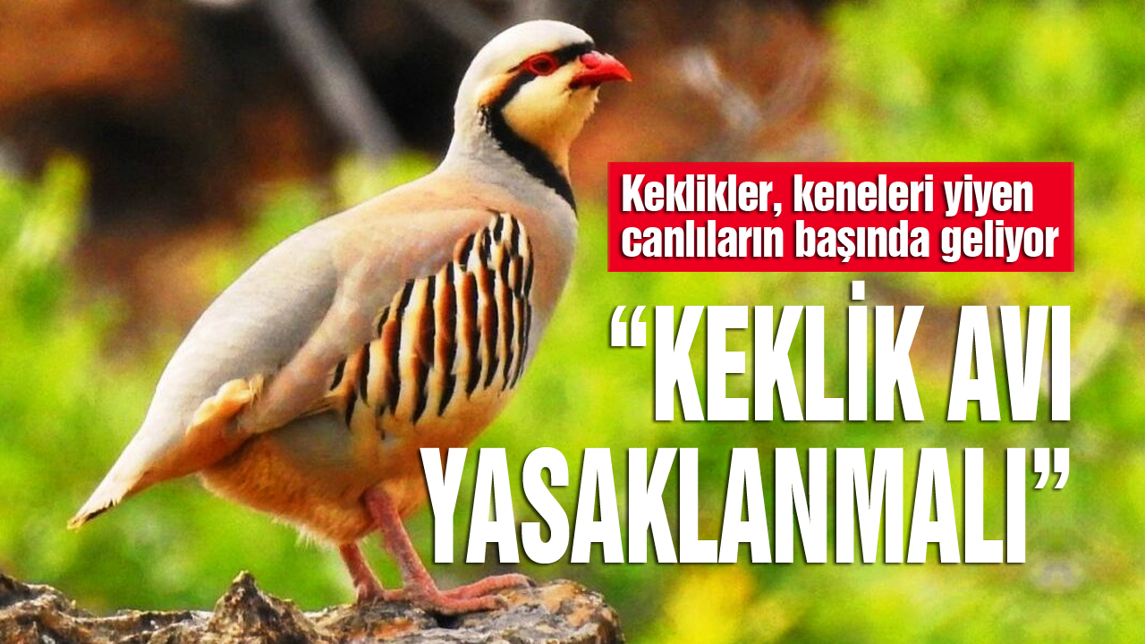 “Keklik avı yasaklanmalı” - Çorum Haber Gazetesi