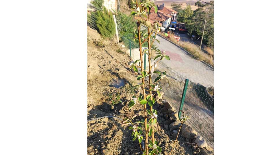 Elma ağacı Eylül ayında çiçek açtı - Çorum Haber Gazetesi